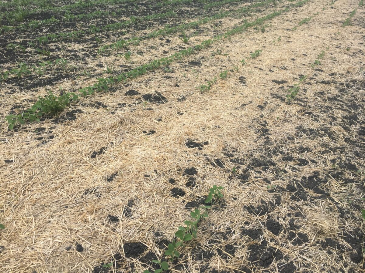 Residue Management - Next Year's Crop Begins at Harvest