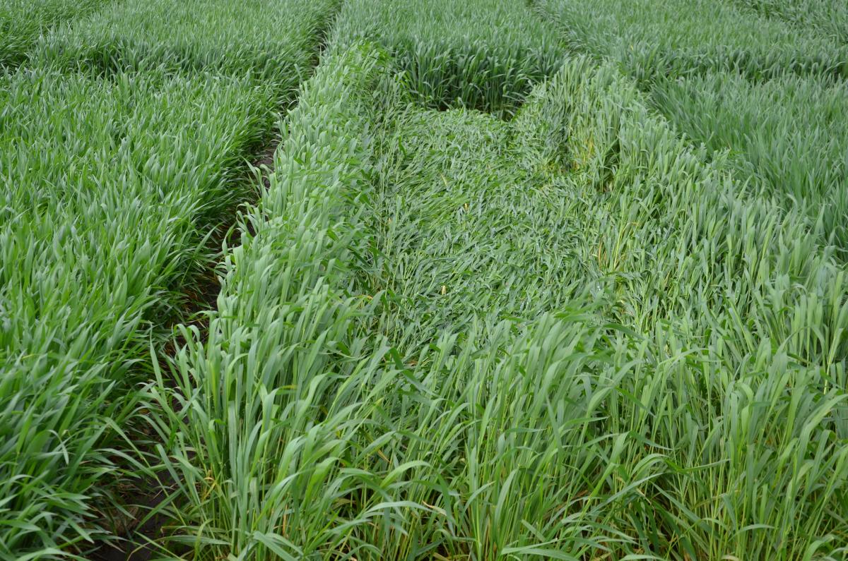 Crop Lodging - Agronomy
