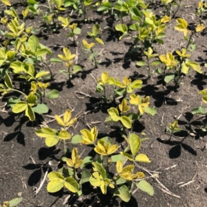 Iron Deficiency Chlorosis in Soybeans - Agronomy