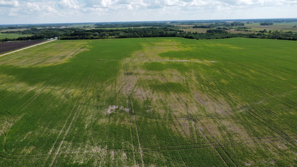 Iron Deficiency Chlorosis in Soybeans - Agronomy