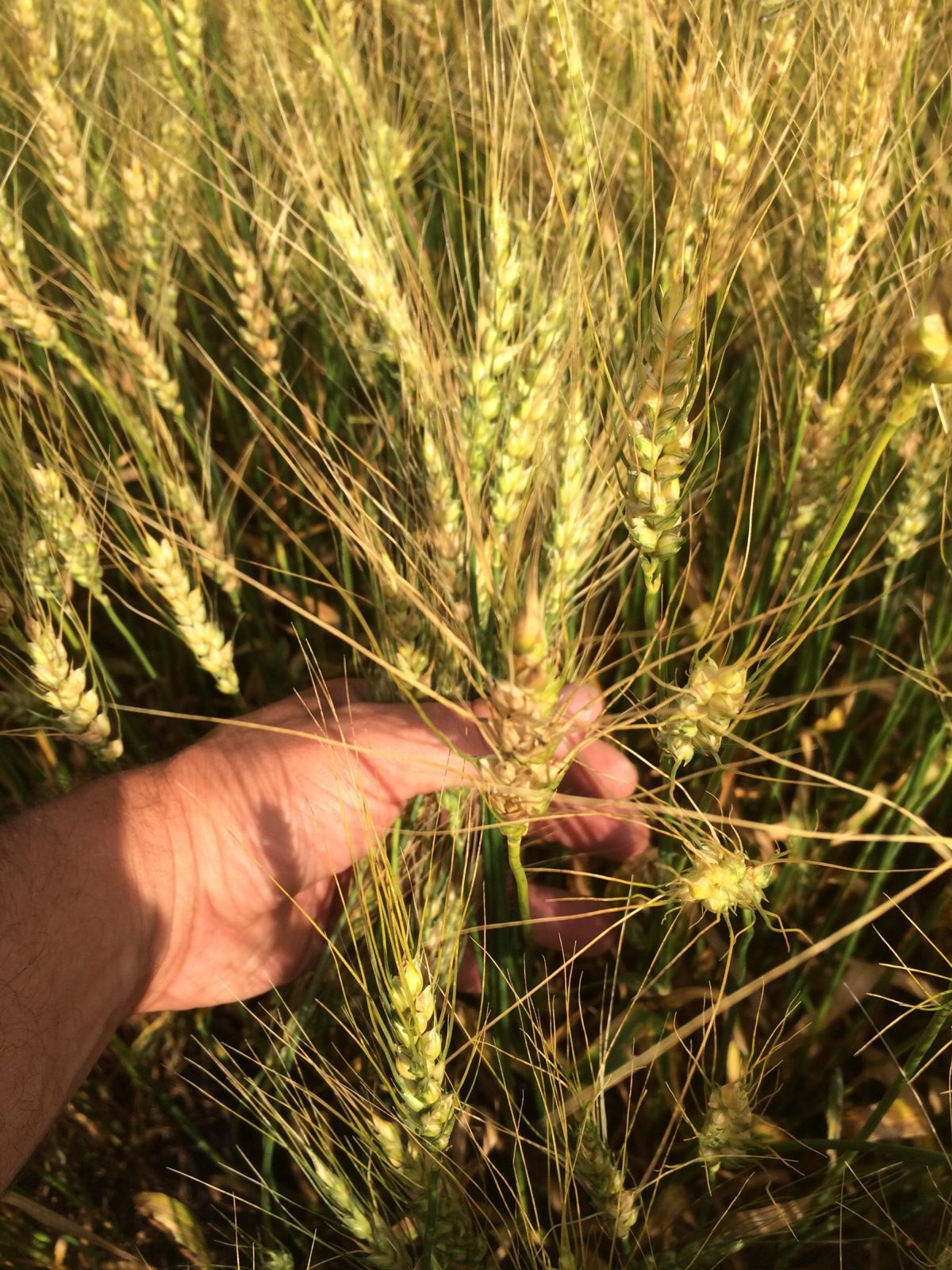 Just How Much Water Does Wheat Need? - Agronomy